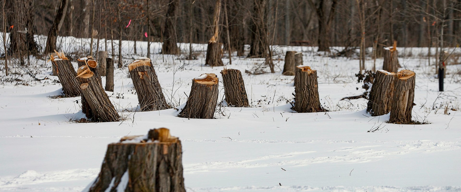 The Benefits of Pruning and Tree Removal in Winter